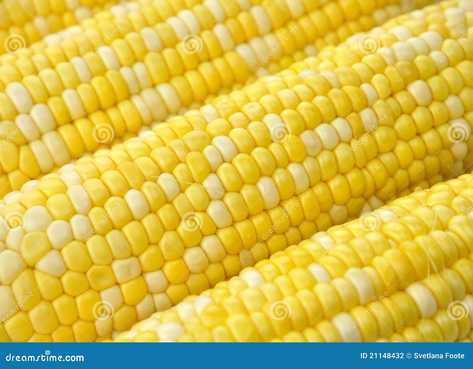 Spighe del granoturco fotografia stock. Immagine di noccioli - 21148432