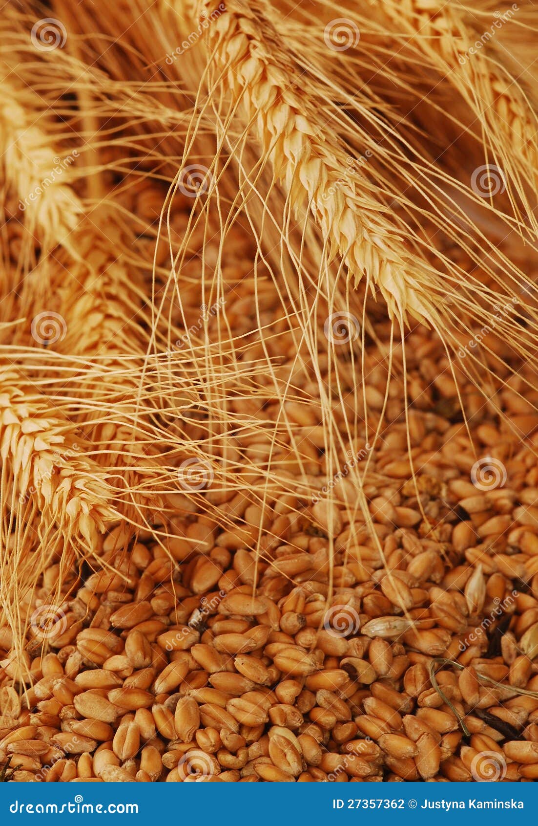 Spighe Del Granoturco E Del Granulo Fotografia Stock - Immagine di ...