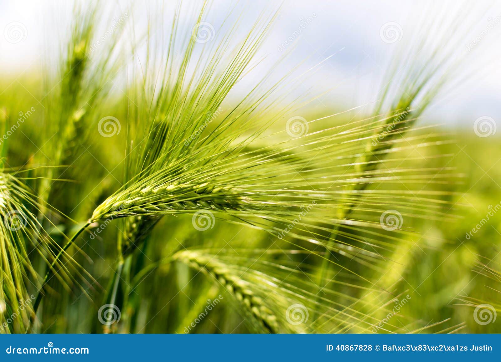 Spighe Del Granoturco Verdi Dal Campo Fotografia Stock - Immagine di ...