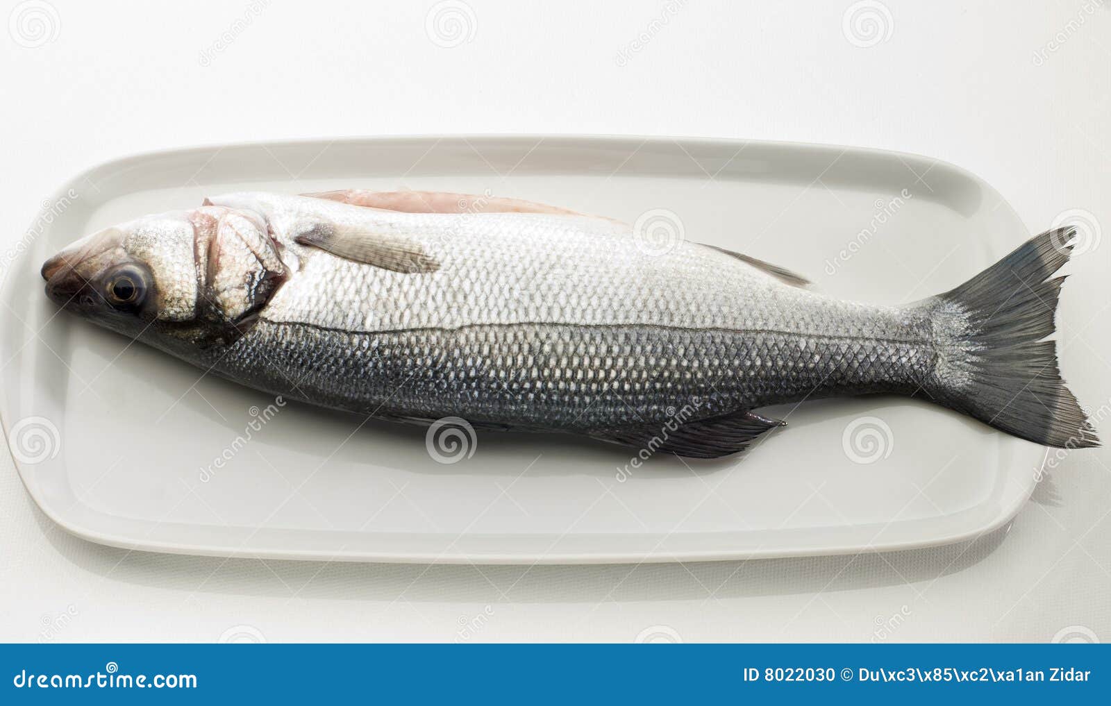 Spigola fotografia stock. Immagine di diete, crudo, animale - 8022030