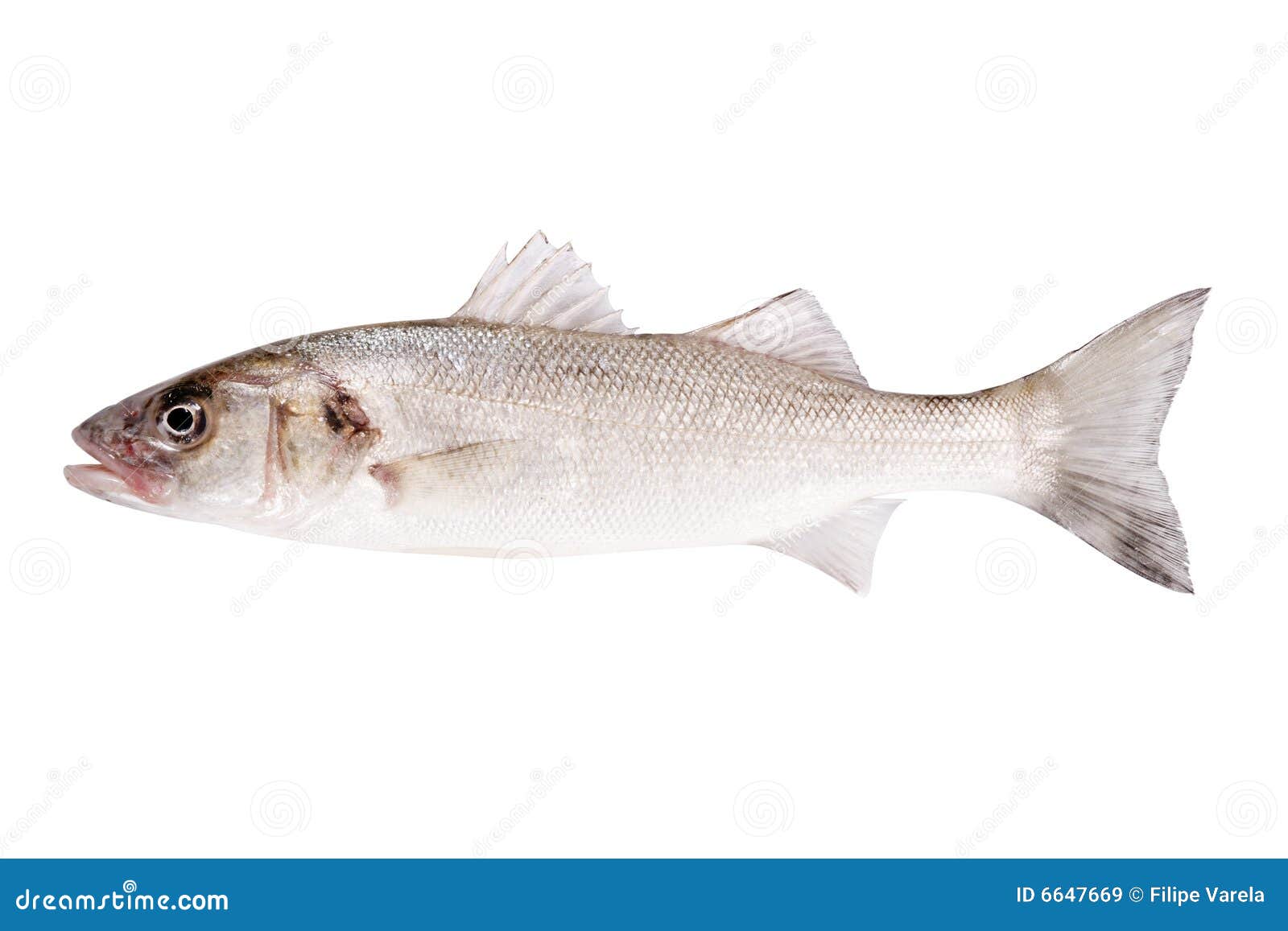 Spigola dei pesci isolata immagine stock. Immagine di apnea - 6647669