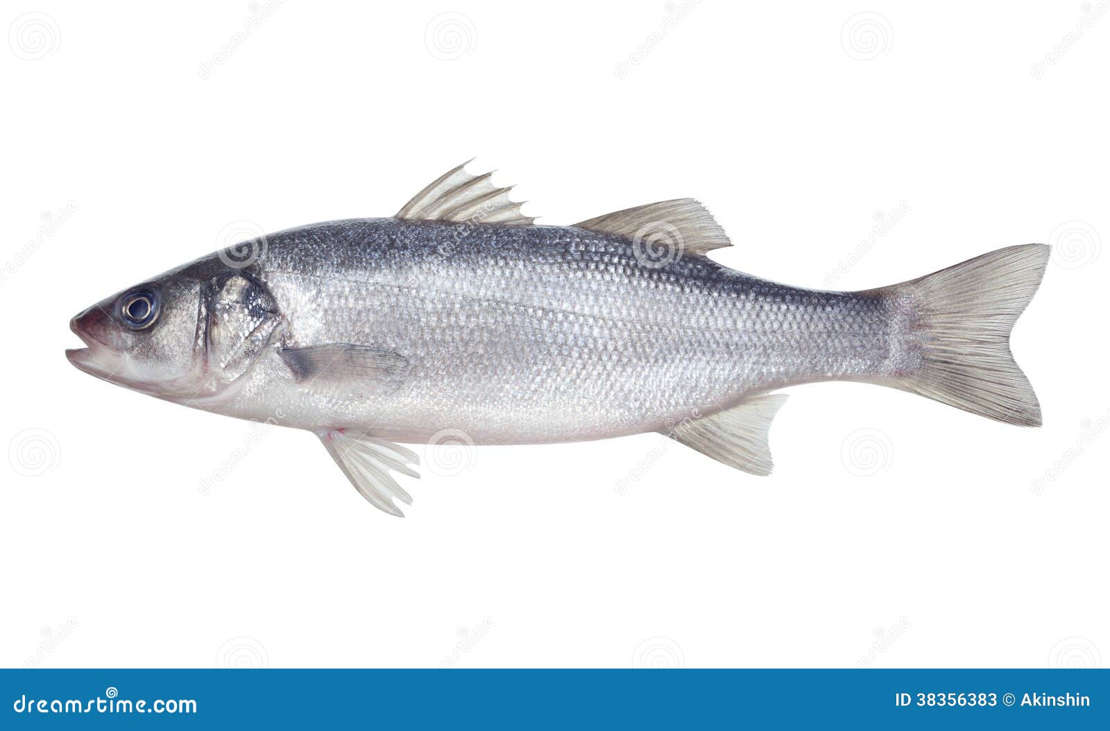 Spigola del pesce immagine stock. Immagine di pesci, coda - 38356383