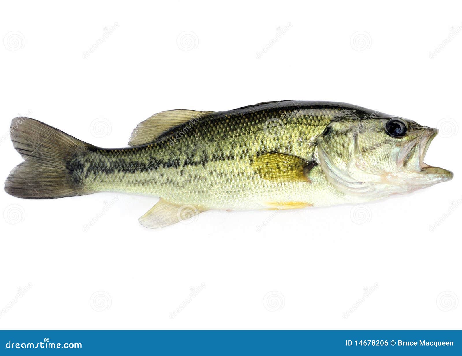 Spigola di grande apertura fotografia stock. Immagine di spigola - 14678206