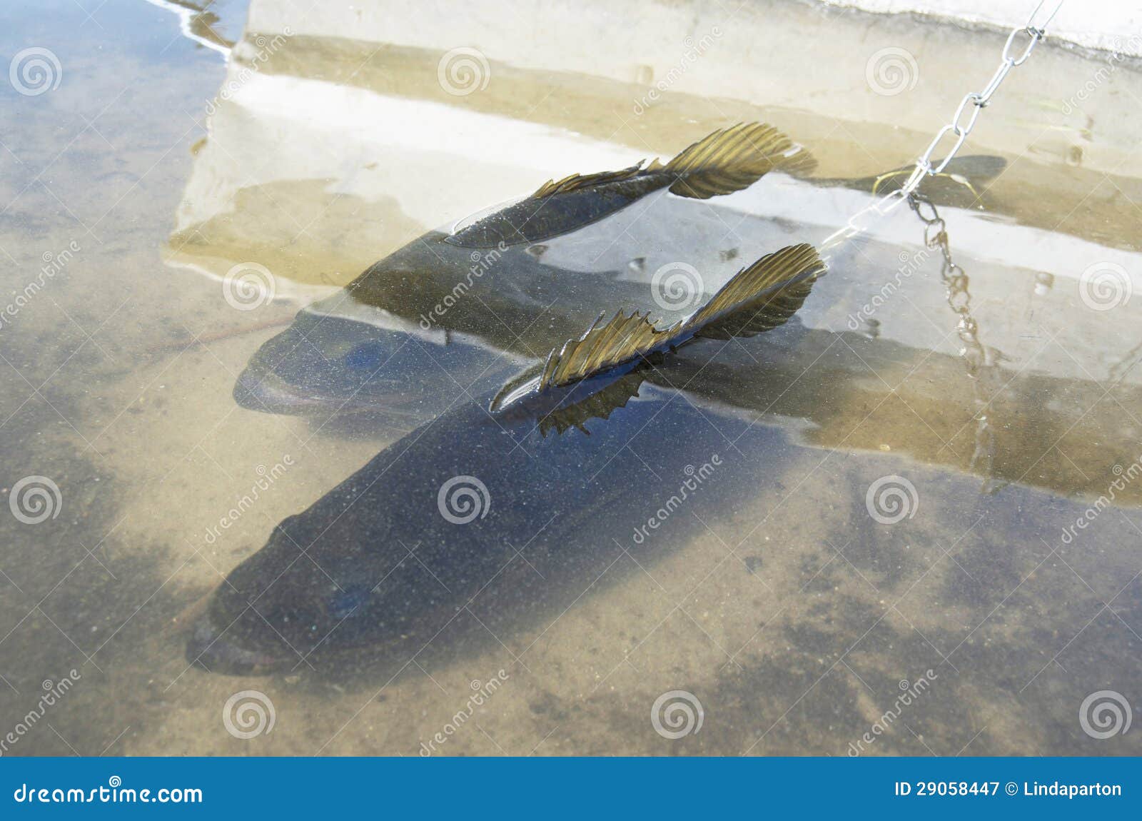 Spigola Su Una Traversa in Lago Immagine Stock - Immagine di ...