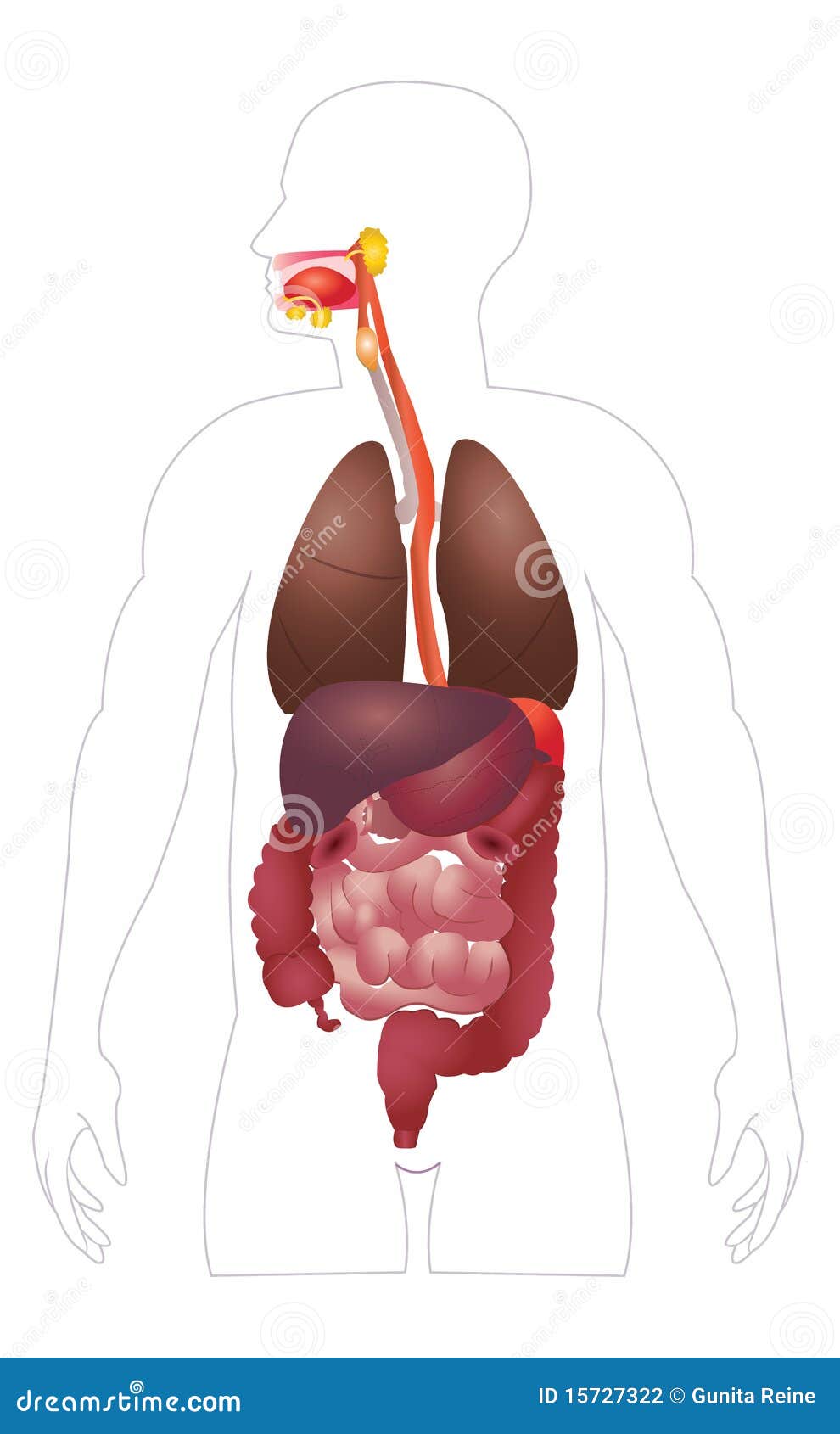 Spijsverterings systeem vector illustratie. Illustration of lichaam ...