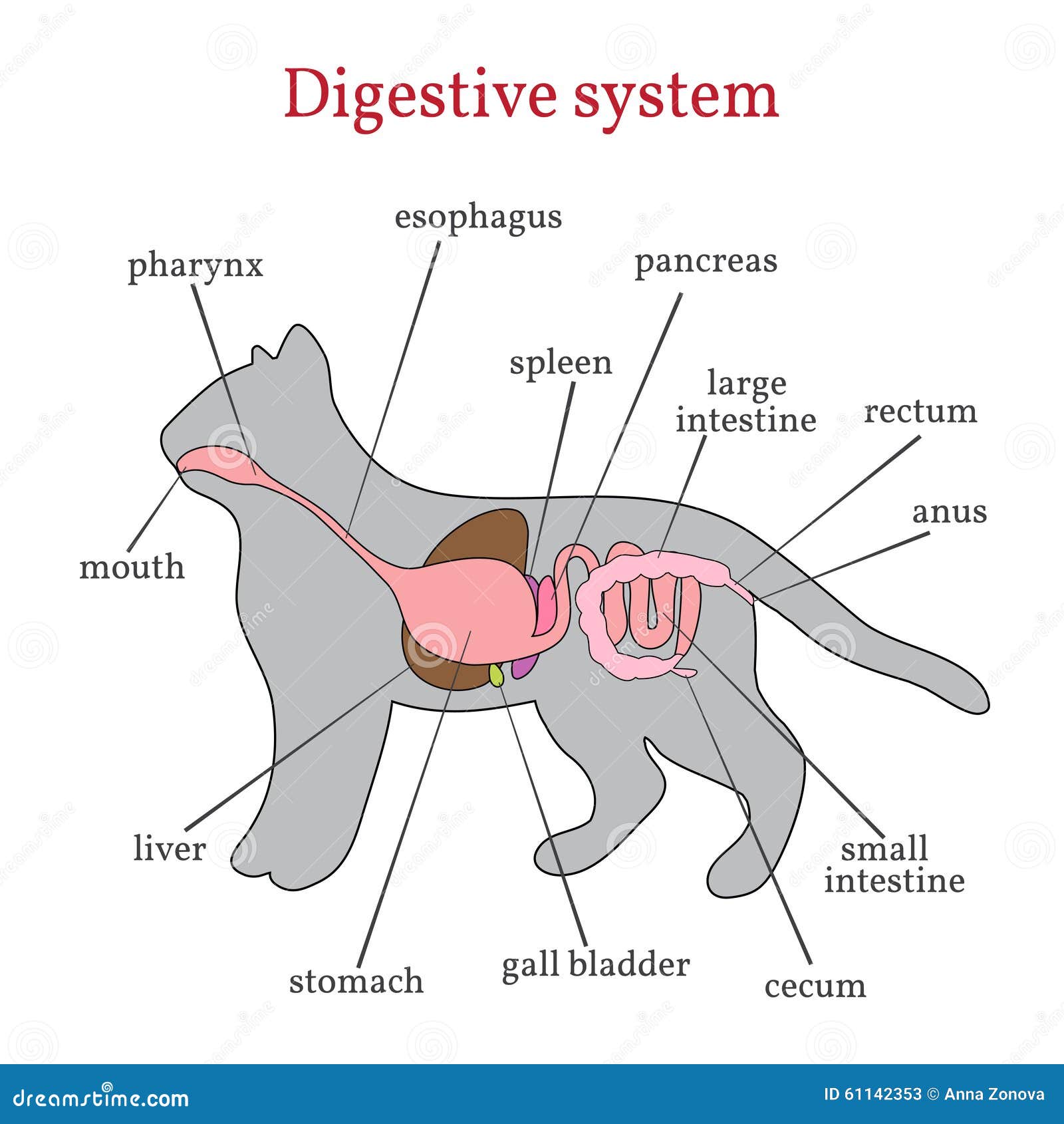 Spijsverteringssysteem Van De Kat Stock Illustratie - Illustration of ...
