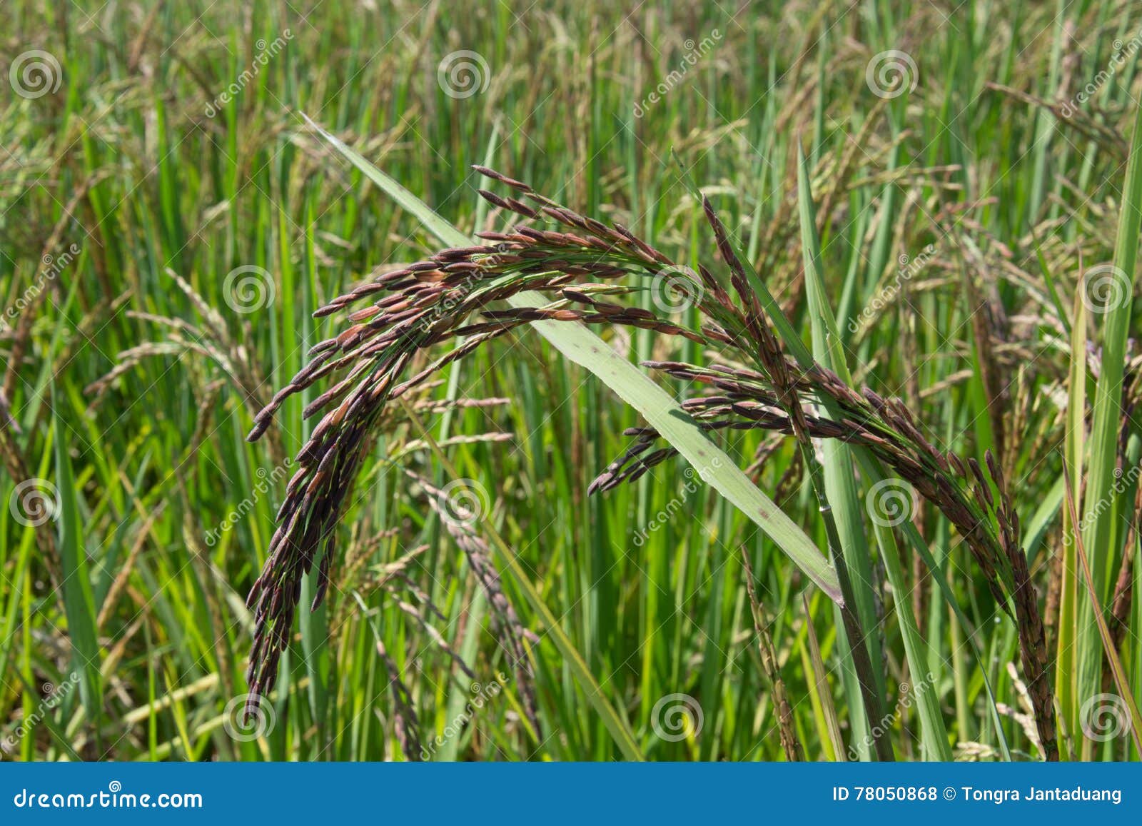Spike Black stock photo. Image of field, grass, growth - 78050868