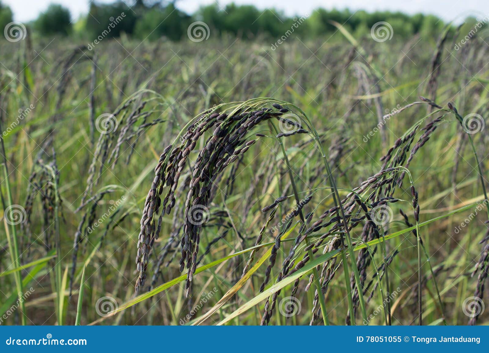 Spike Of Black Emmer Wheat Triticum Dicoccon Var. Atratum Stock ...