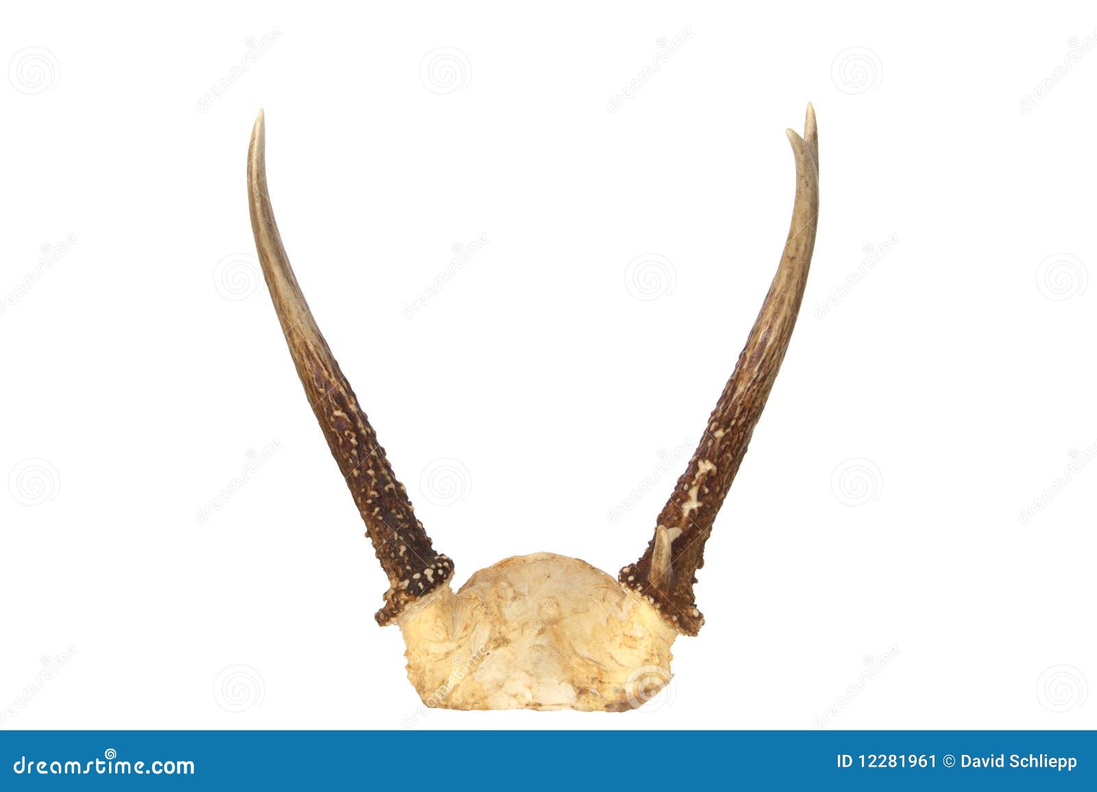 Spike Buck Deer Antlers stock image. Image of schliepp - 12281961