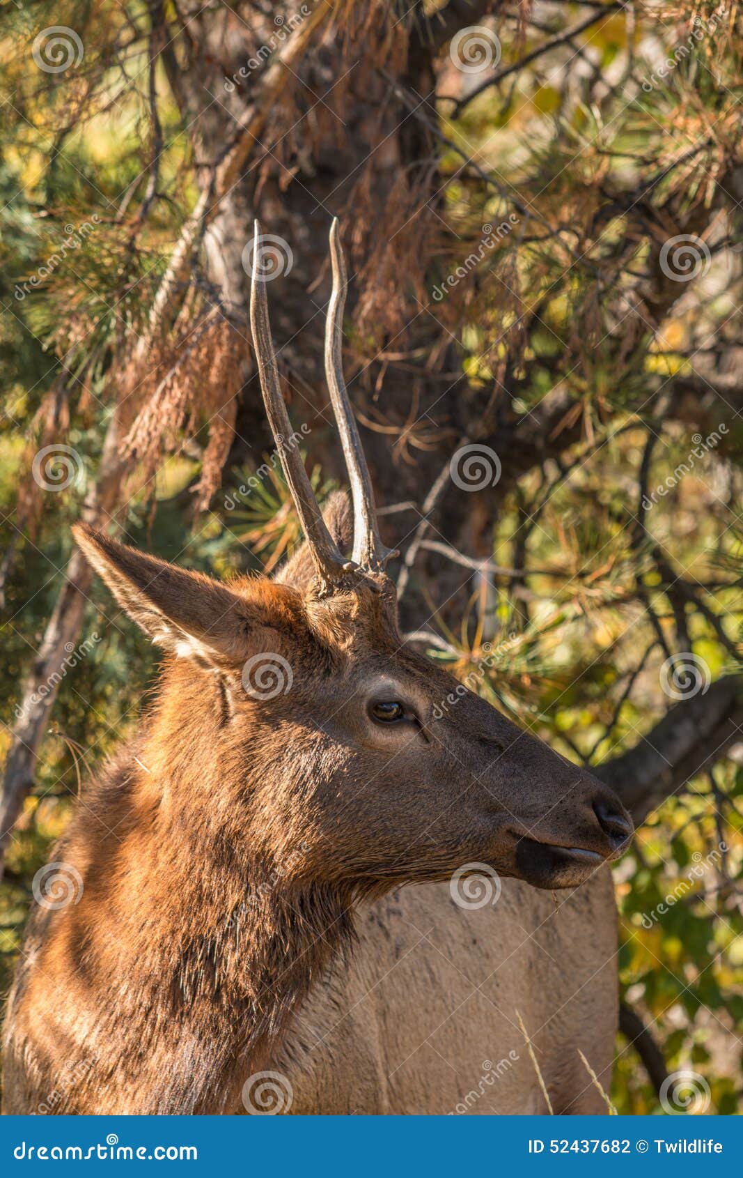 Spike Bull Elk Close Up stock photo. Image of wapiti - 52437682
