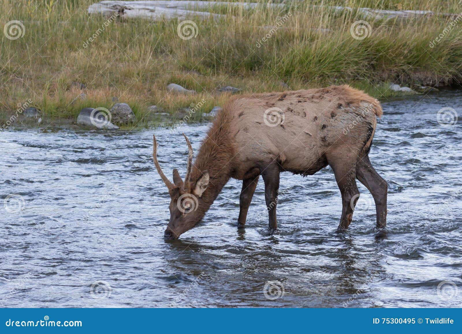 Spike Bull Elk Drinking stock image. Image of animal - 75300495