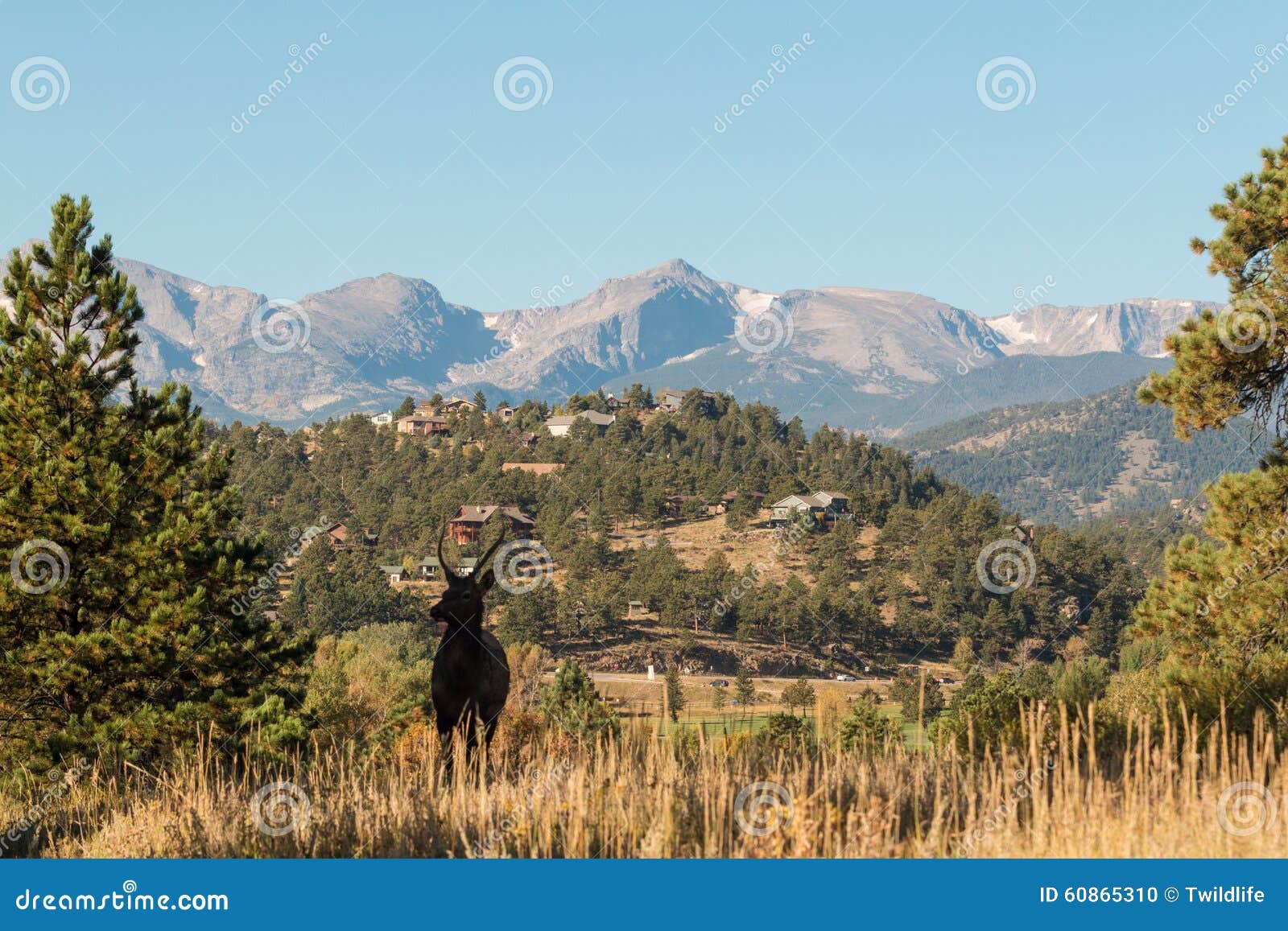 Spike Bull Elk Silhouetted stock photo. Image of outdoors - 60865310