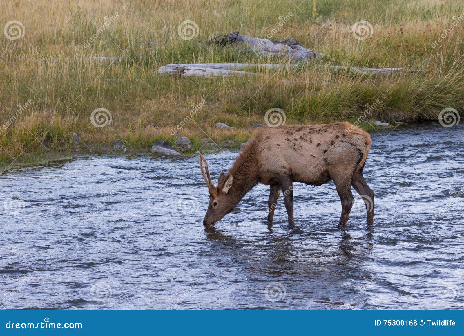 Spike Bull Elk in Stream stock photo. Image of wyoming - 75300168