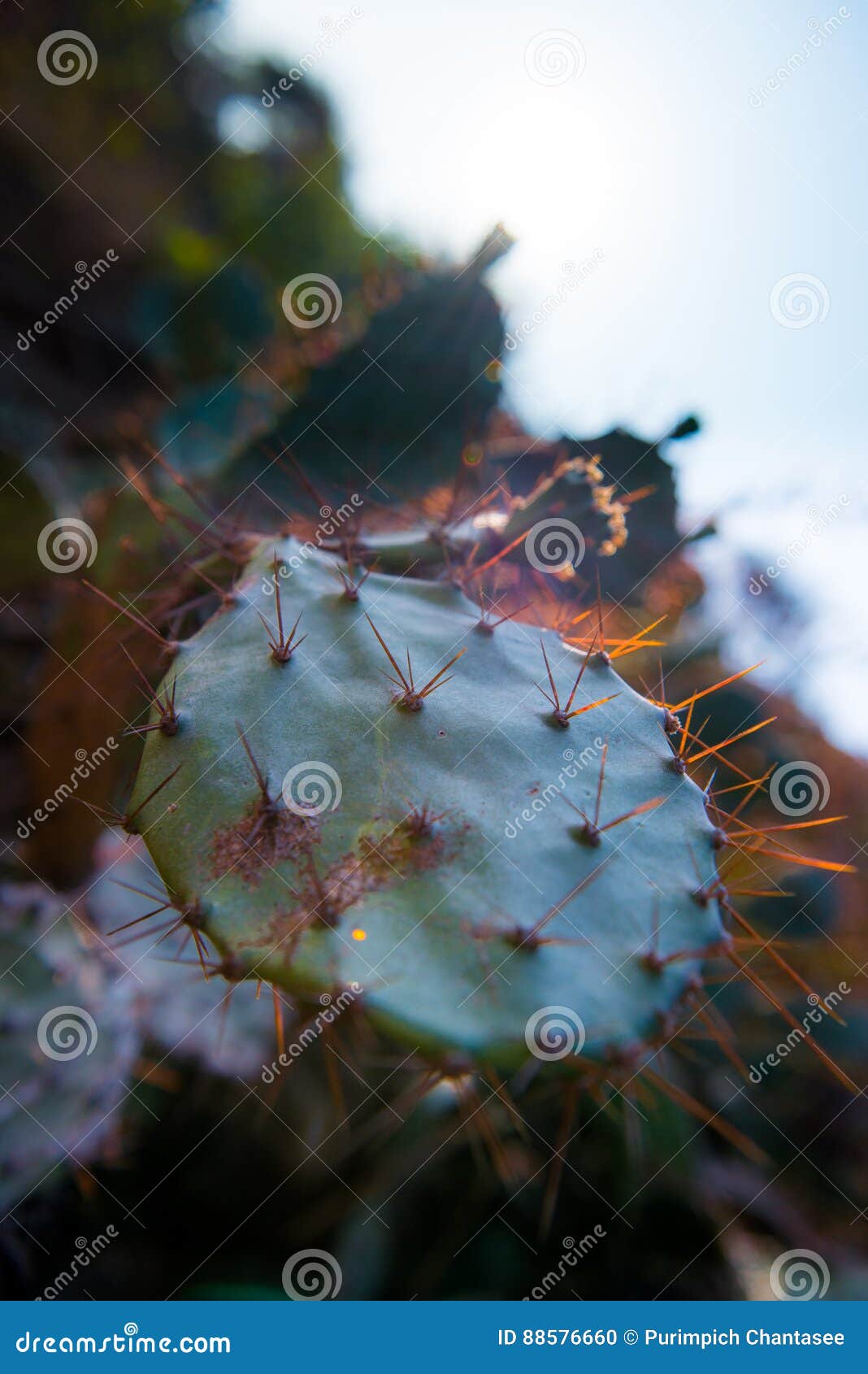 Spike Cactus stock photo. Image of single, nature, greenish - 88576660
