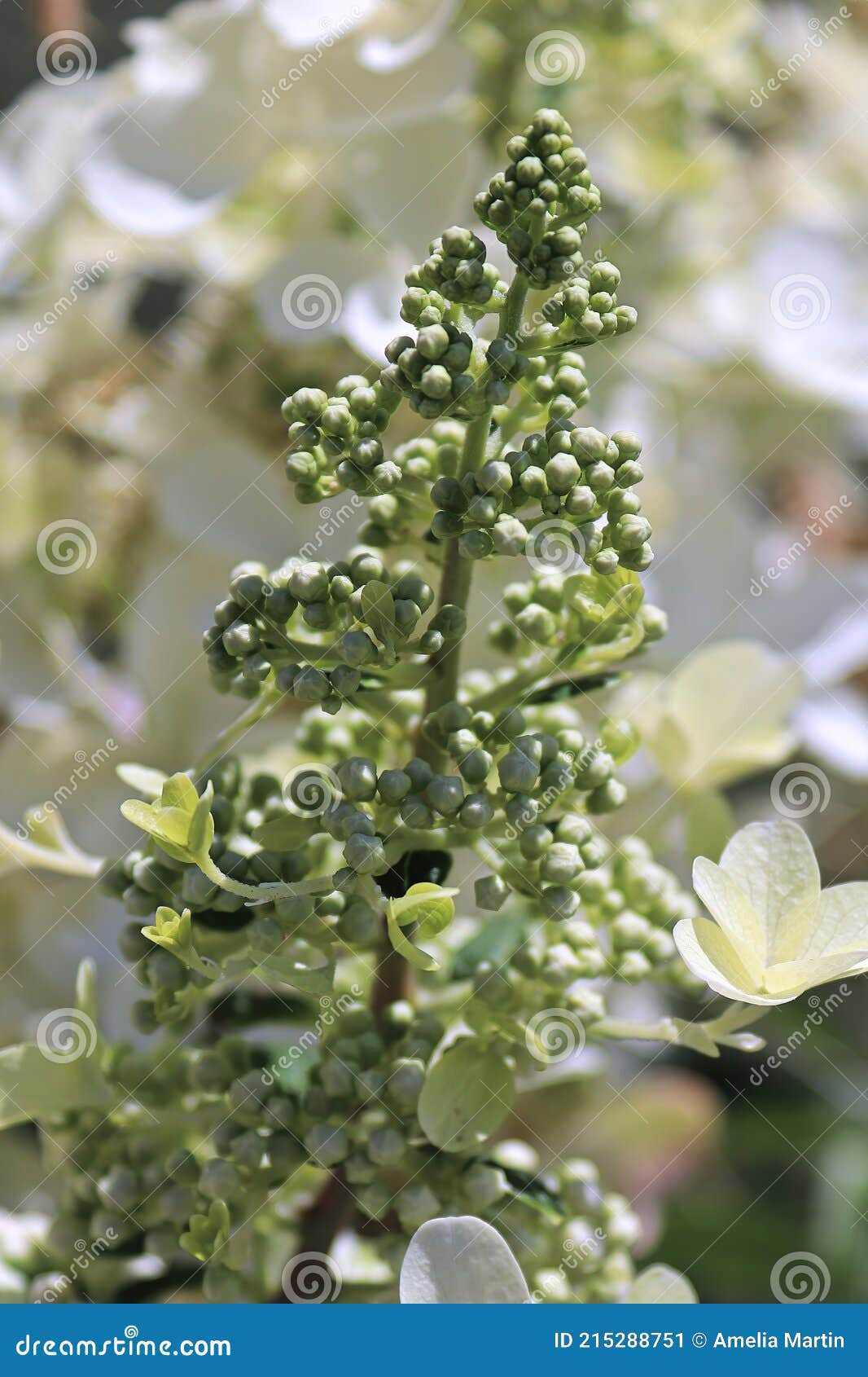 A Spike of Closed Hydrangea Flower Buds Stock Image - Image of ...