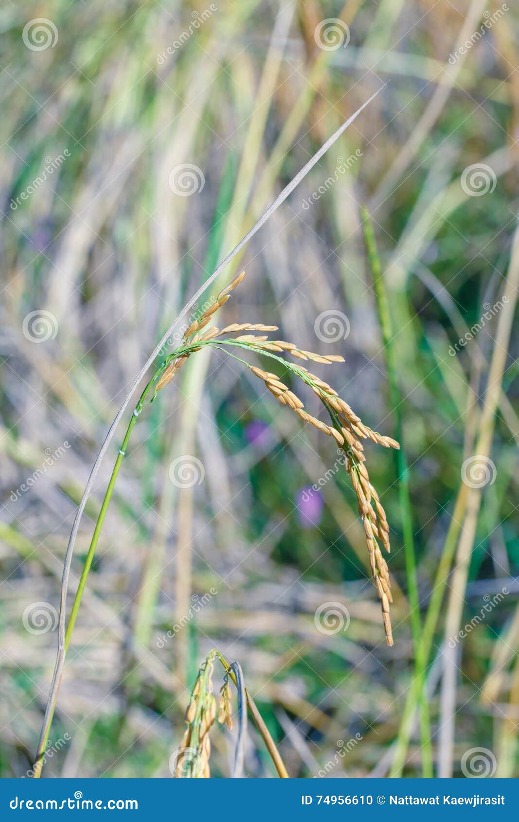 Spike closeup nature stock photo. Image of background - 74956610