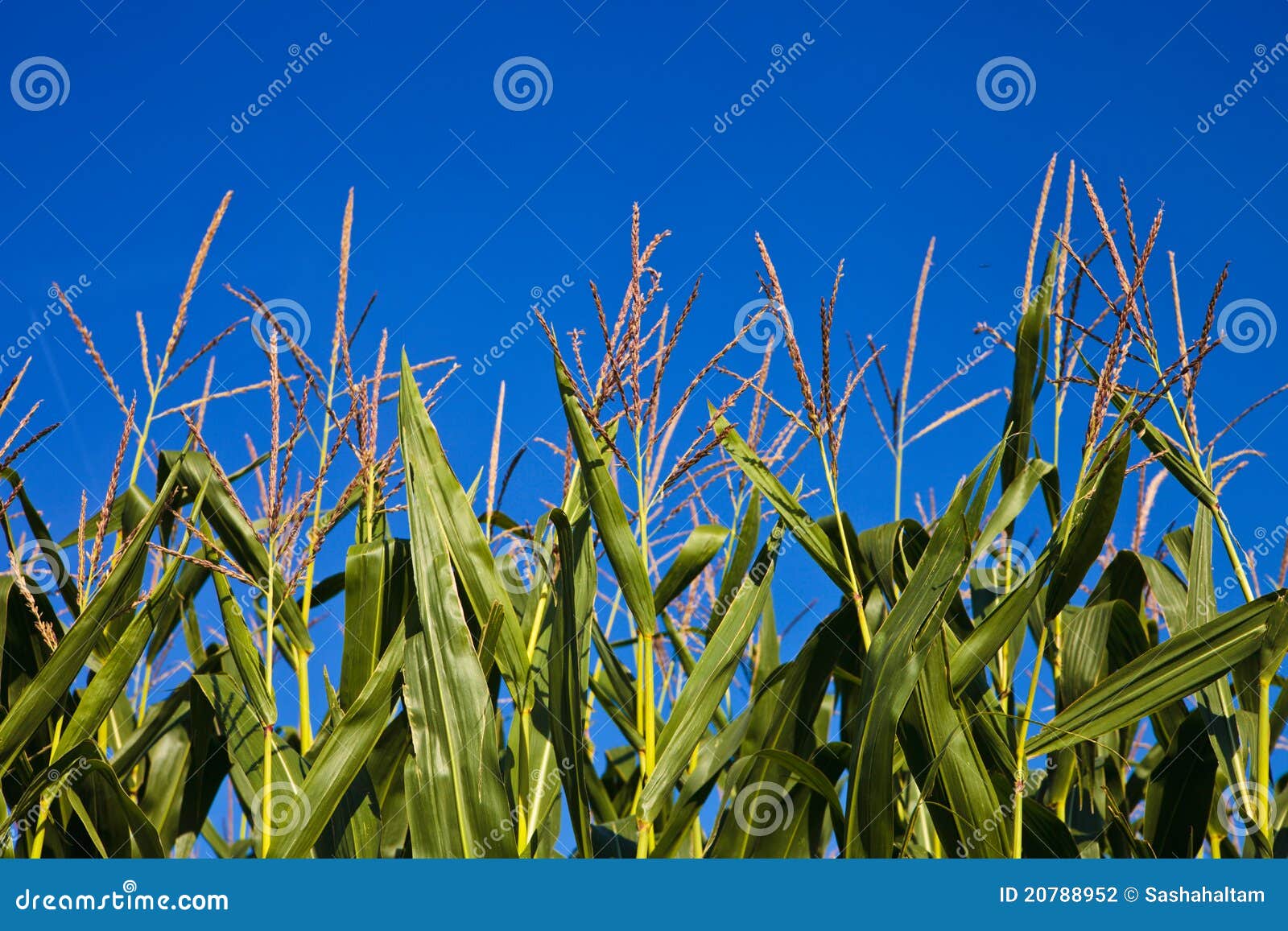Spike of corn and blue sky stock photo. Image of plant - 20788952
