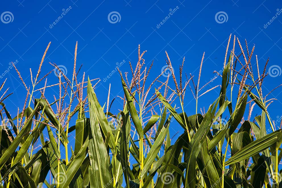 Spike of corn and blue sky stock photo. Image of plant - 20788952