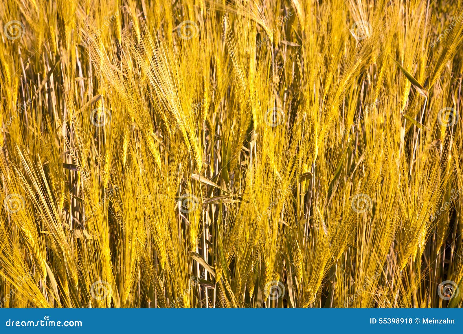 Spike of corn in the wind stock photo. Image of freshness - 55398918