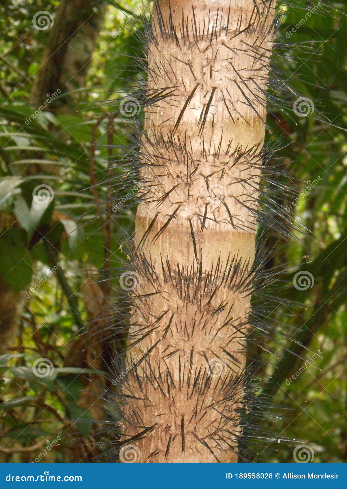Spike covered tree stock photo. Image of spikes, spike - 189558028
