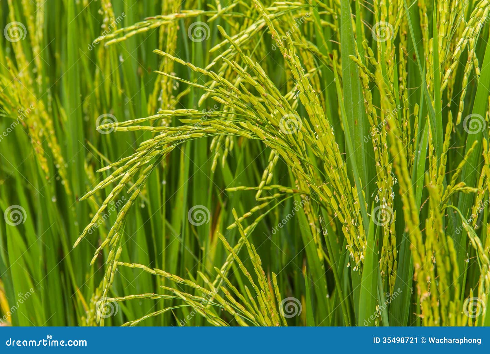 Spike stock image. Image of nature, farmer, asia, season - 35498721