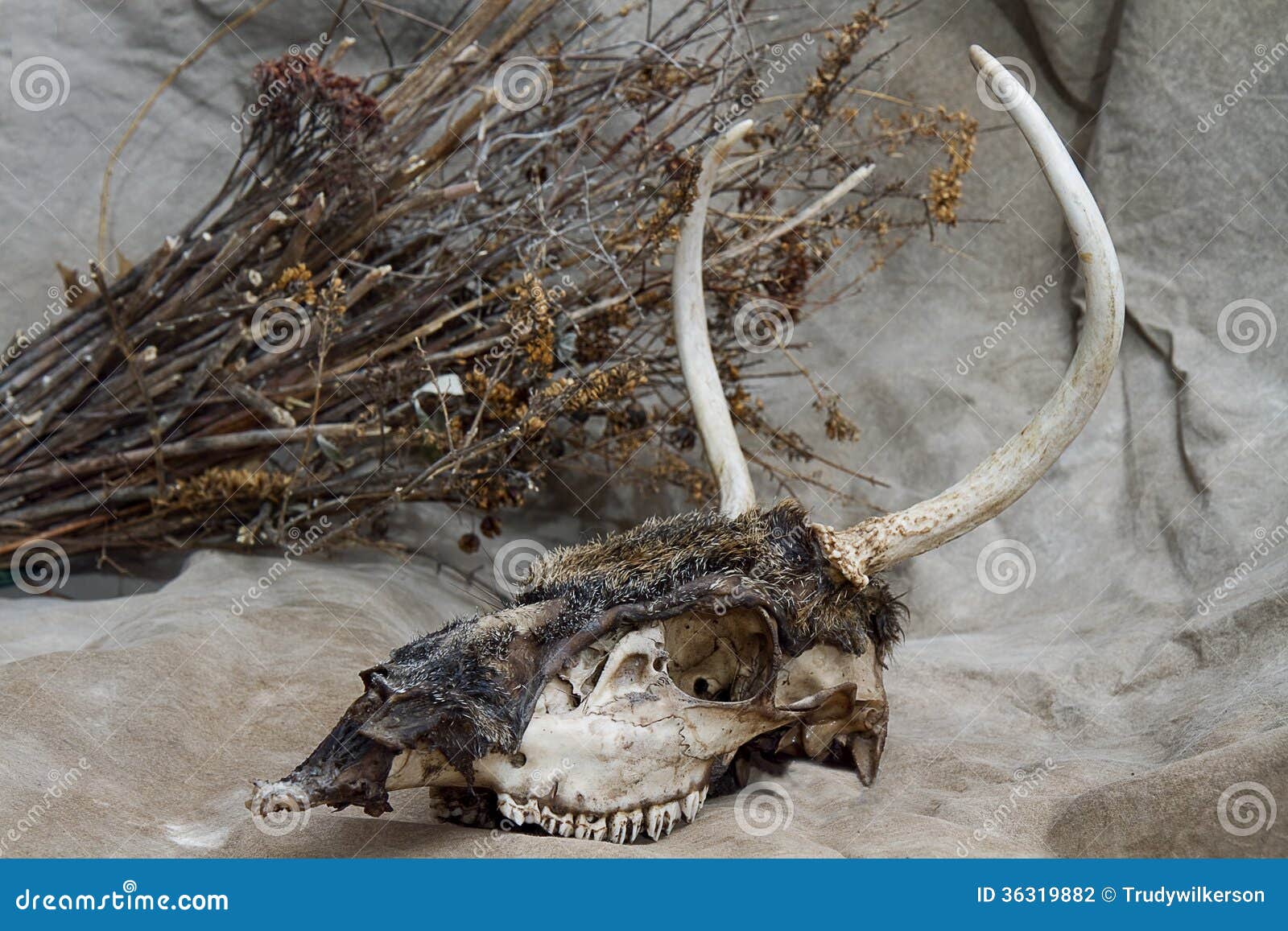 Spike Deer Head Skeleton stock photo. Image of wildlife - 36319882