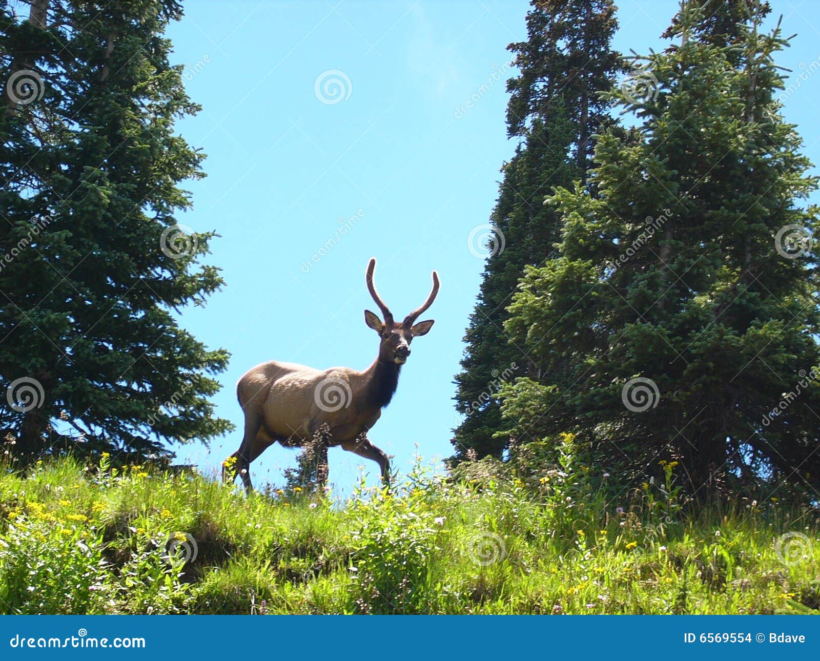 Spike elk stock photo. Image of life, park, bull, rocky - 6569554