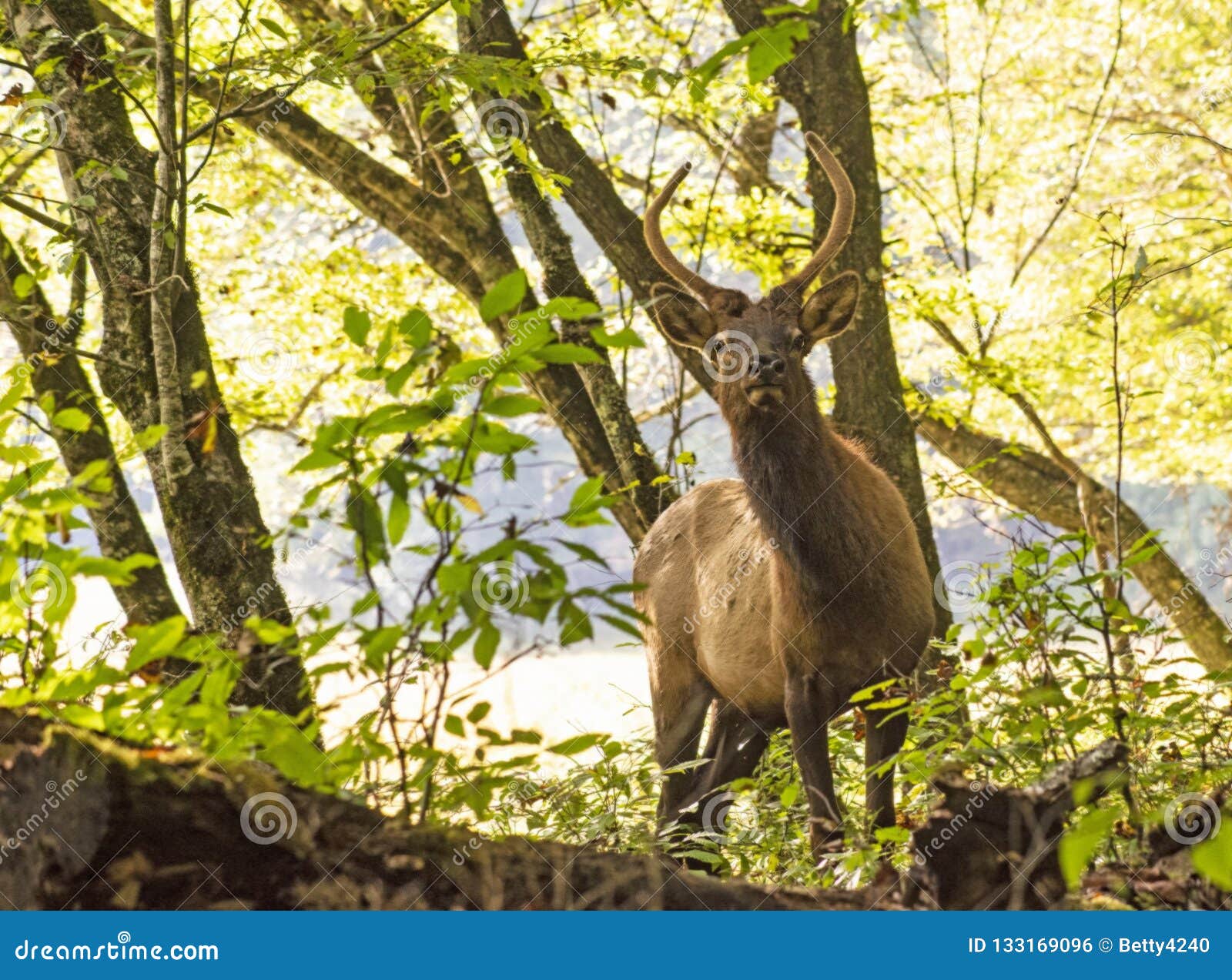 A Spike Elk in the Edge of Woods. Stock Photo - Image of majestic, bull ...
