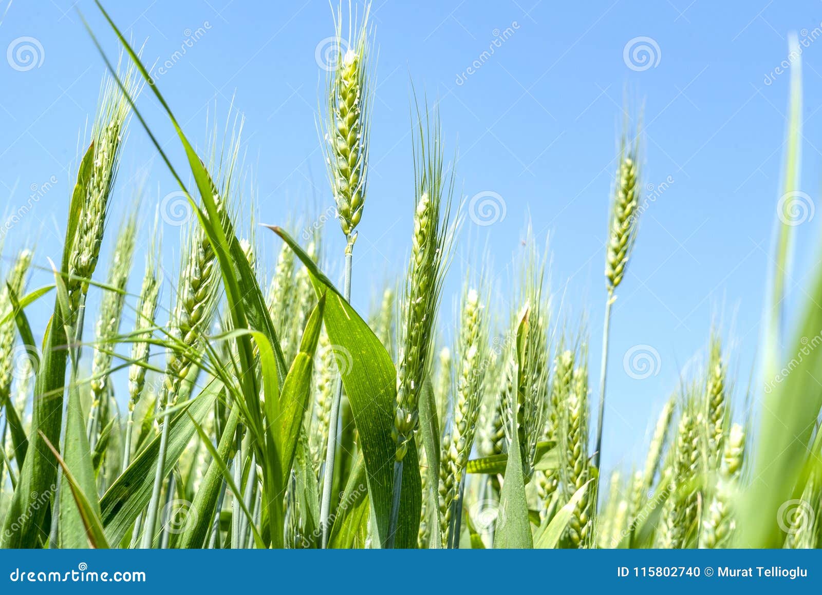 Spike field stock photo. Image of blue, green, caralca - 115802740