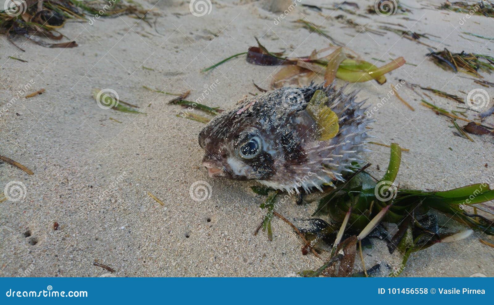 Spike fish stock photo. Image of spike, mombasa, ocean - 101456558