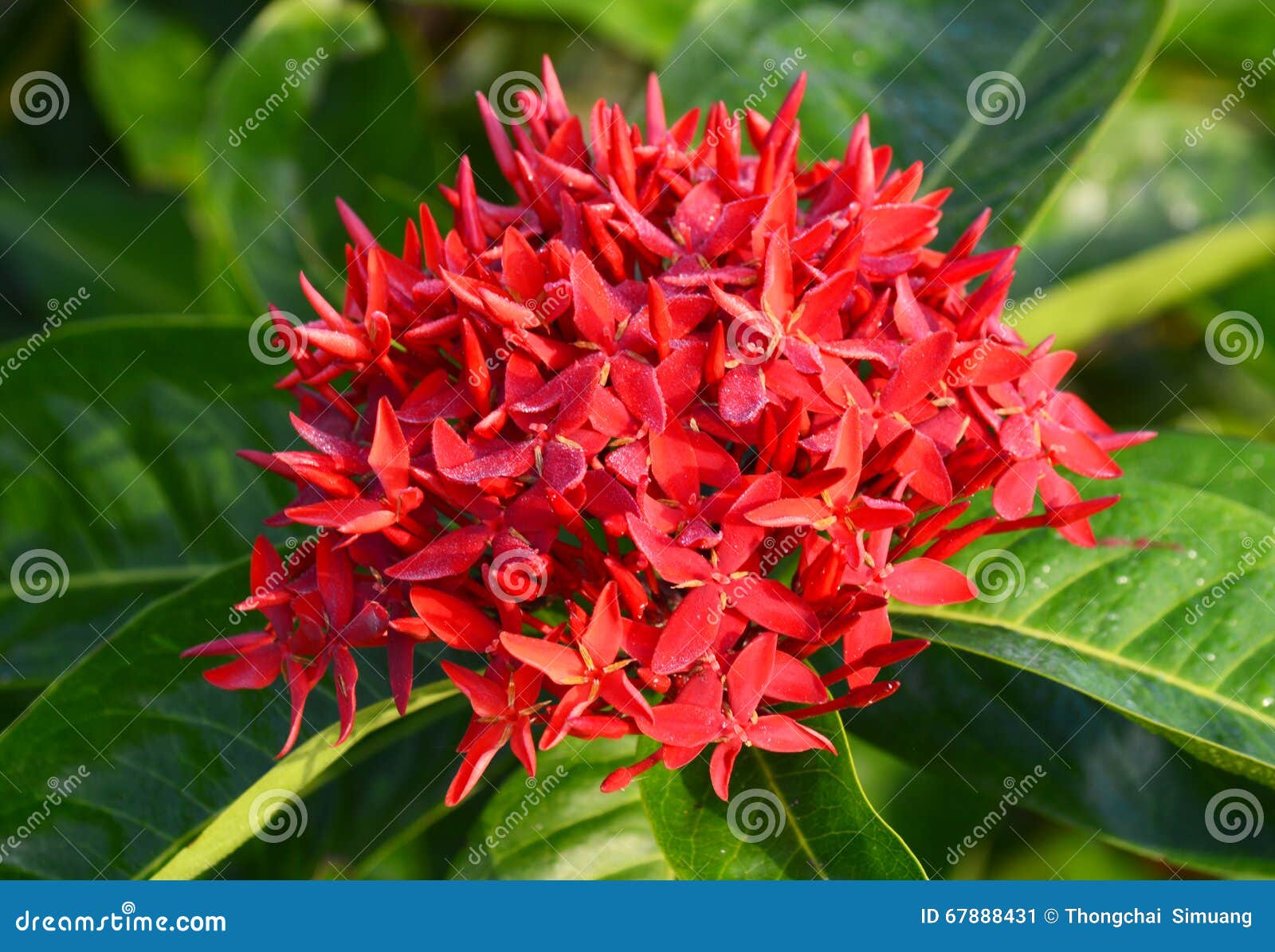 Spike flower stock image. Image of flower, spike, bright - 67888431