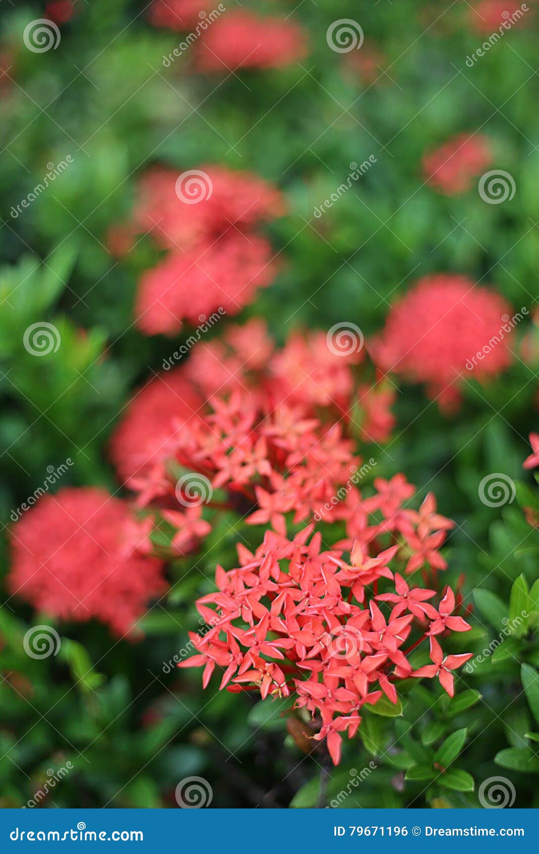 Spike flower stock photo. Image of asia, tree, green - 79671196