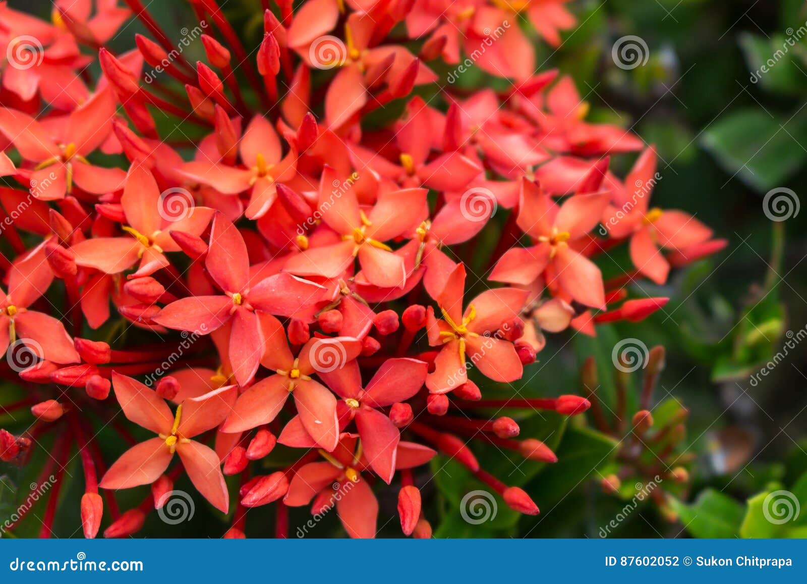 Spike flower stock photo. Image of blooming, plant, blossom - 87602052