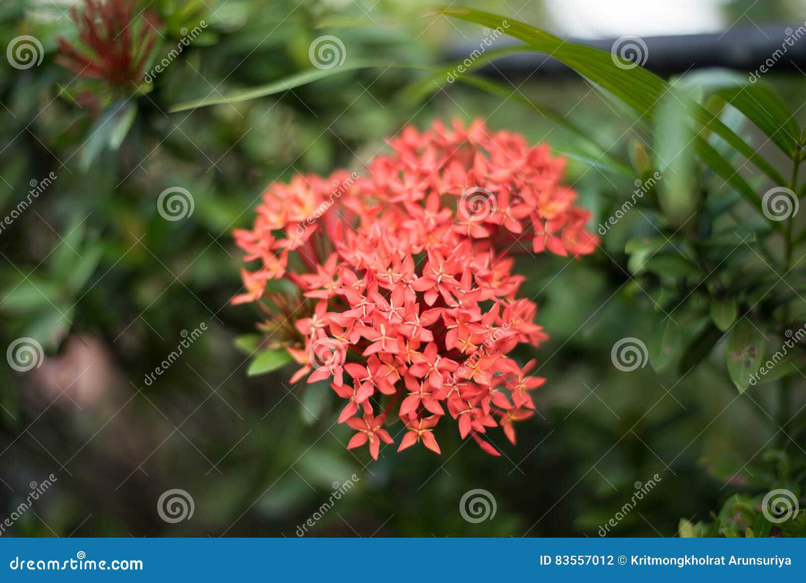 Spike flower stock photo. Image of blue, light, cloud - 83557012