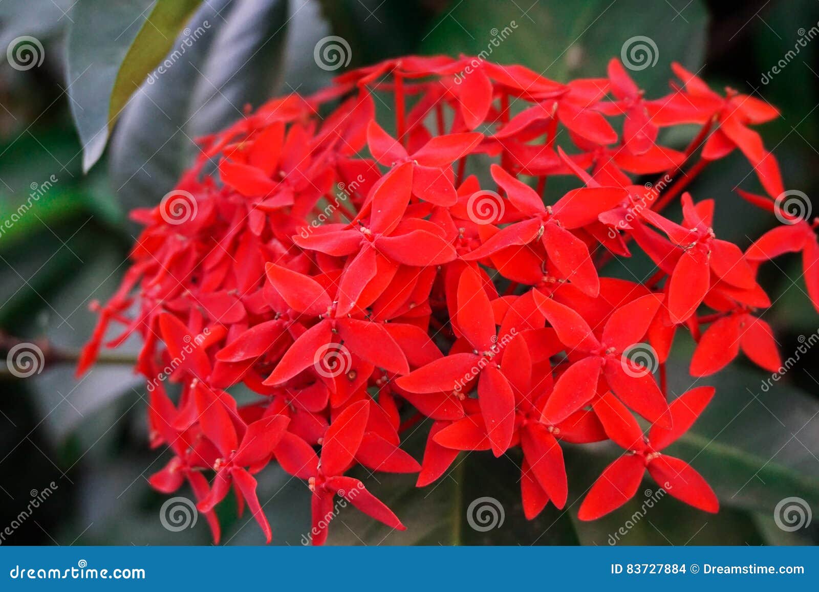 Spike Flower stock photo. Image of plants, flower, nature - 83727884