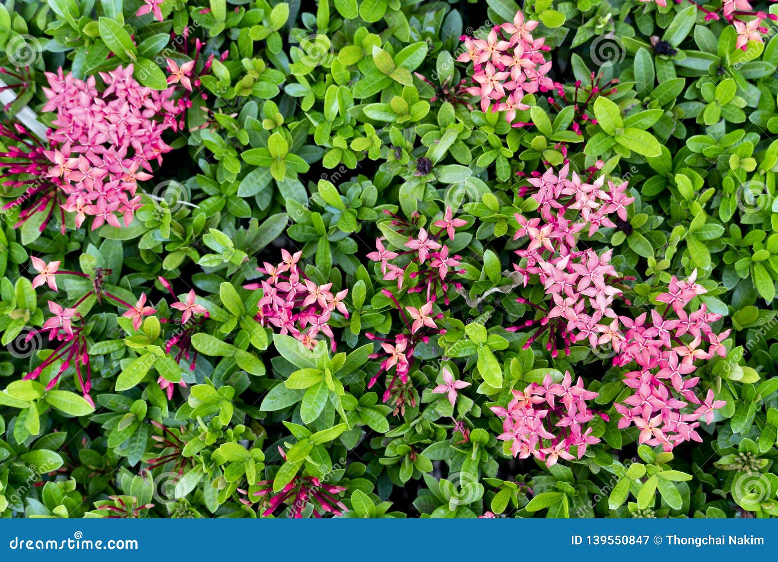 Spike flower on the tree. stock image. Image of botany - 139550847