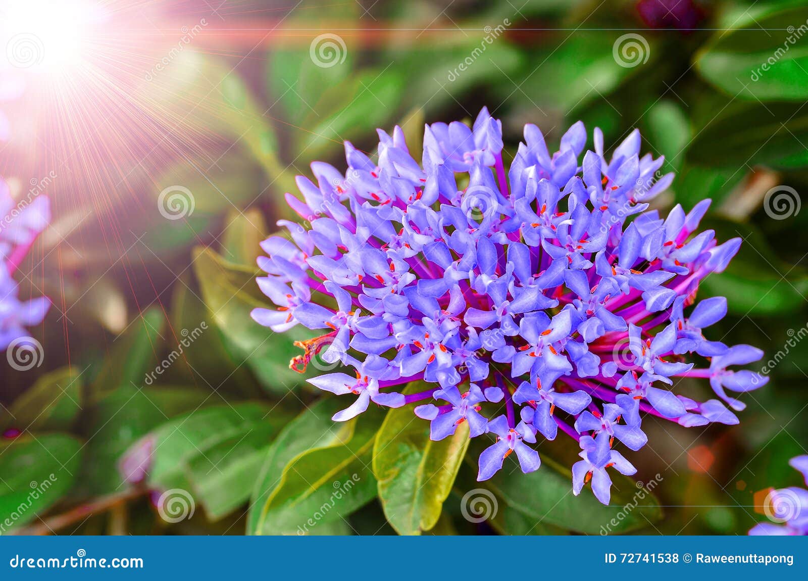 Spike flower stock photo. Image of natural, growth, flower - 72741538