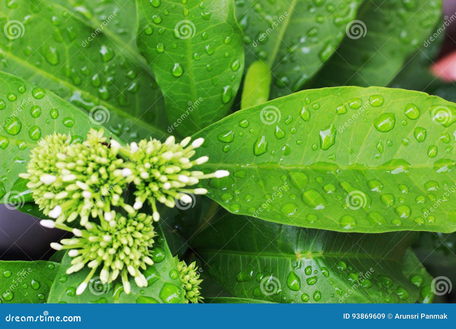 Spike Flower White on the Tree To Blooming Stock Image - Image of ...