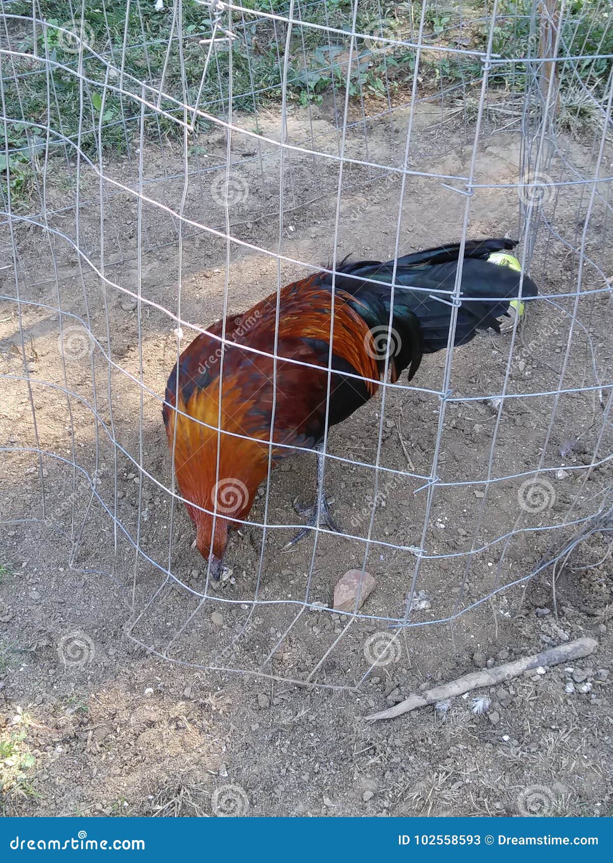 Spike stock image. Image of friendly, spike, fowl, game - 102558593