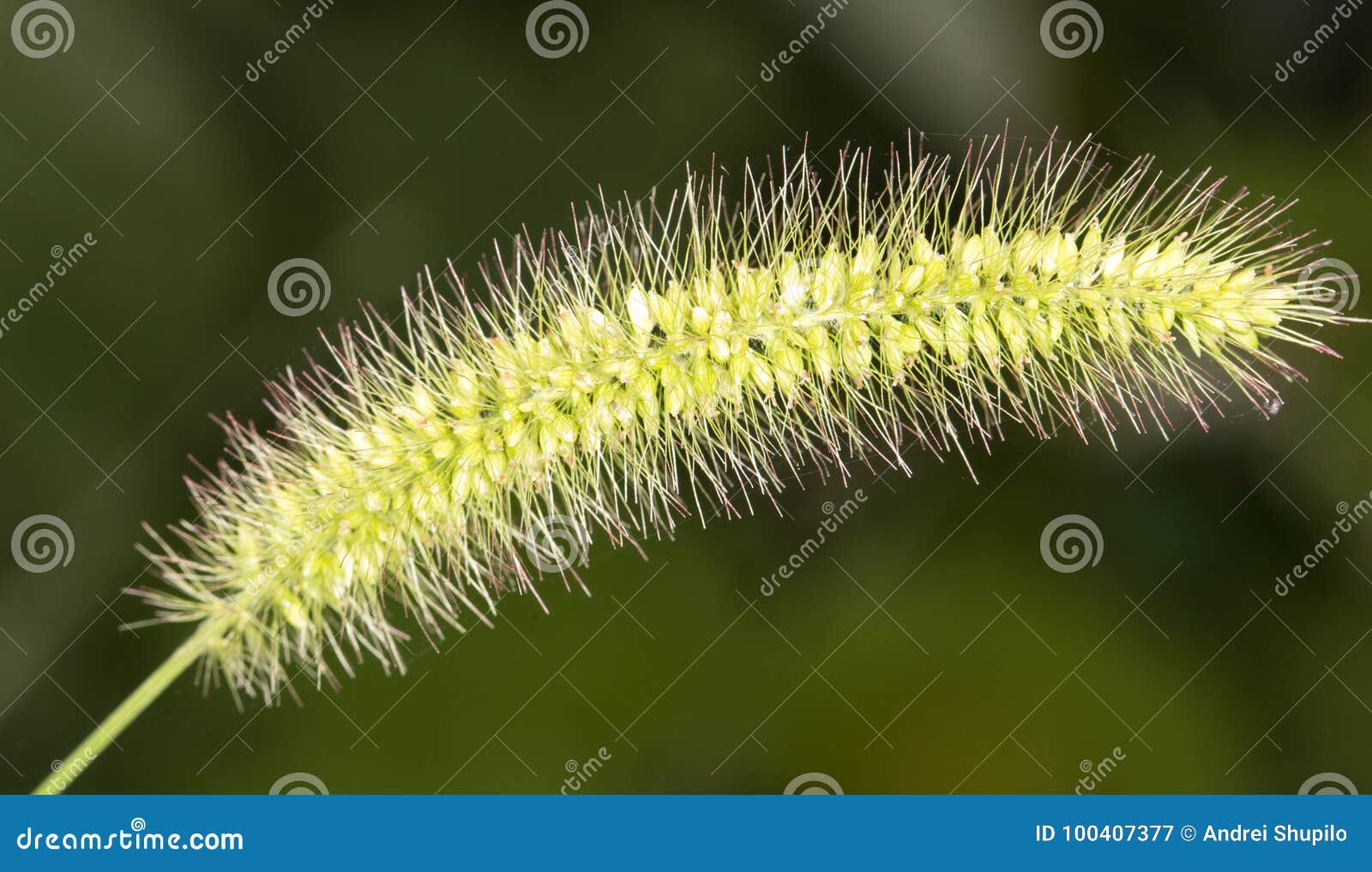 Spike grass. close-up stock image. Image of grain, macro - 100407377