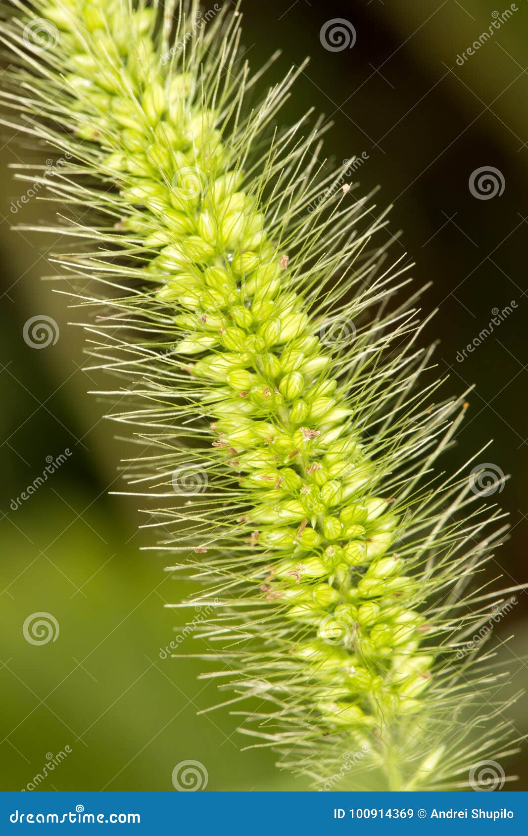 Spike grass. close-up stock image. Image of detail, branch - 100914369