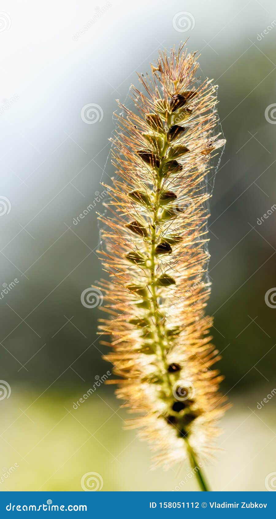 Spike grass closeup, macro stock photo. Image of spring - 158051112