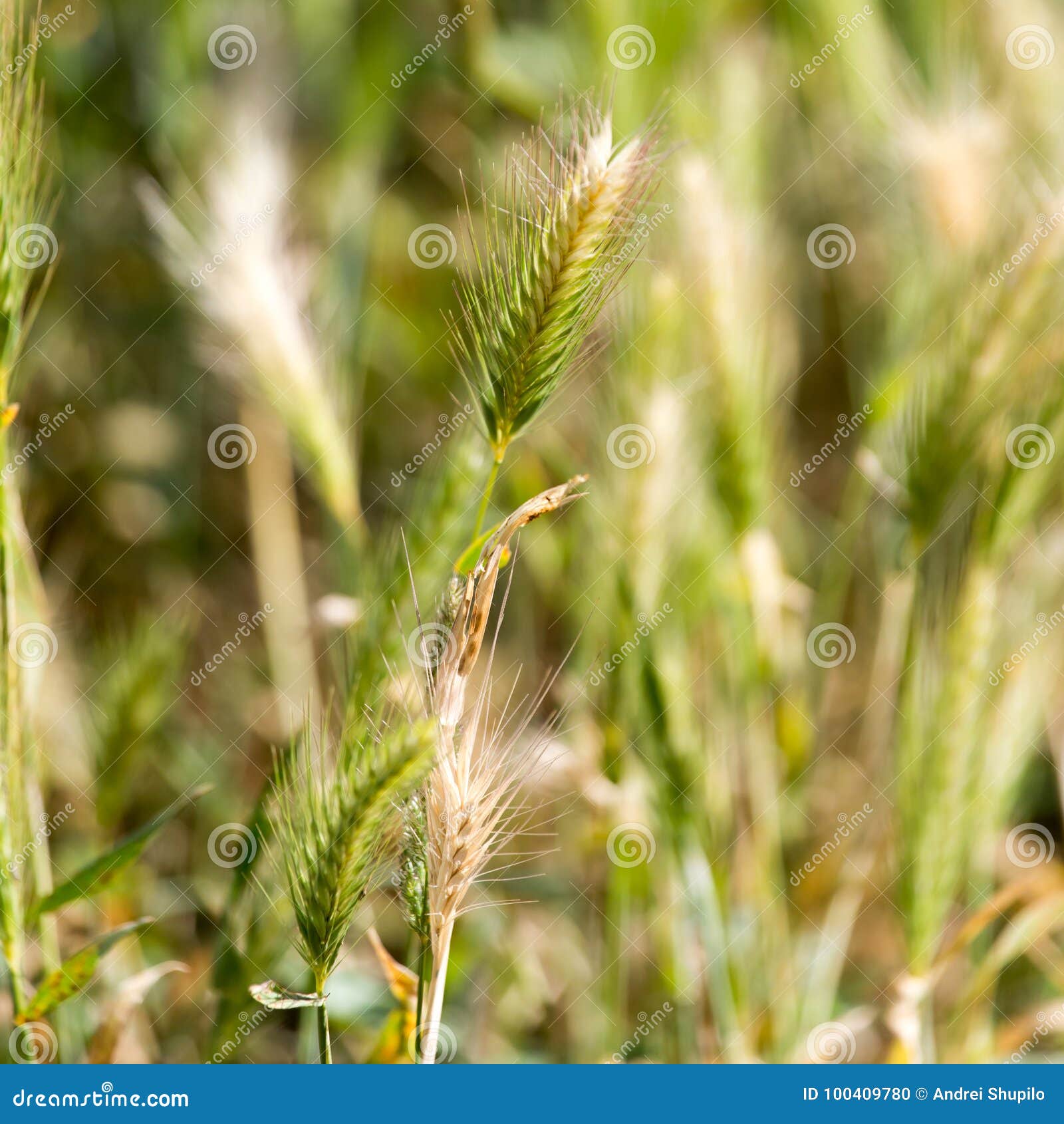 Spike grass in nature stock photo. Image of natural - 100409780
