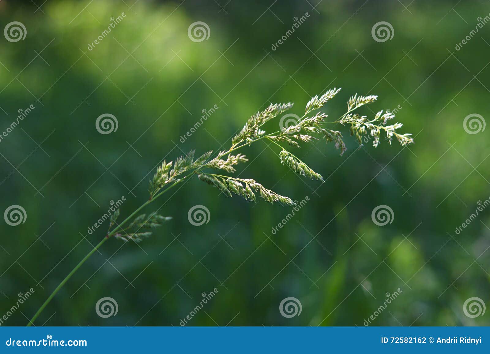 Spike grass in the sun stock photo. Image of spike, decoration - 72582162