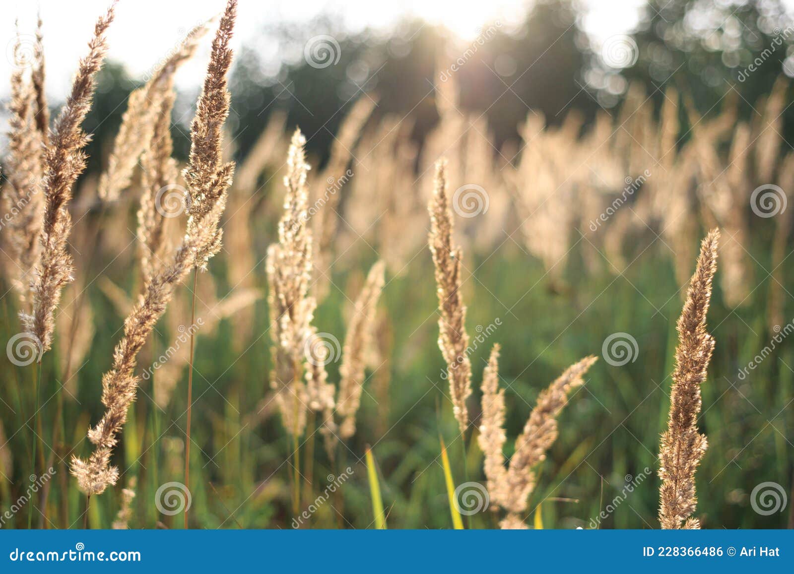 Spike grass at sunset stock photo. Image of sunny, sunset - 228366486