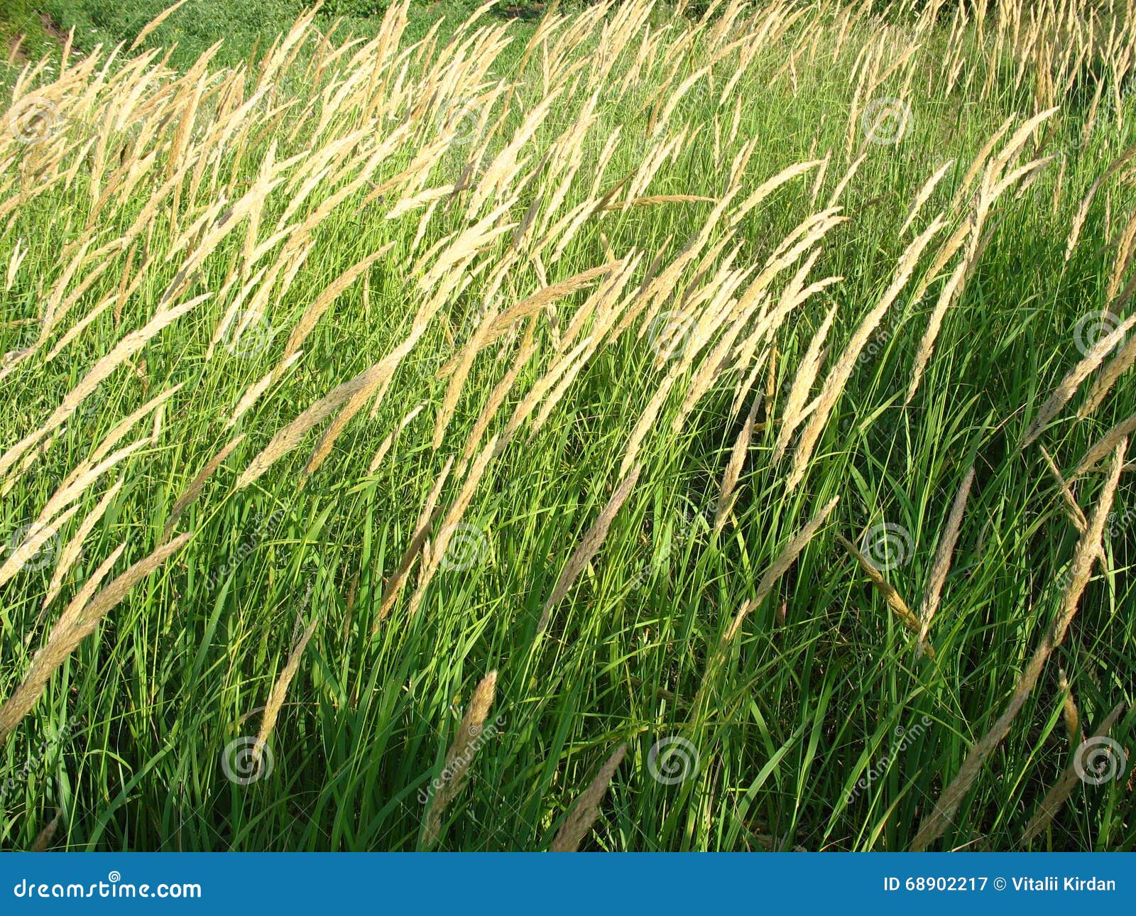 Spike green grass stock image. Image of beautiful, ears - 68902217