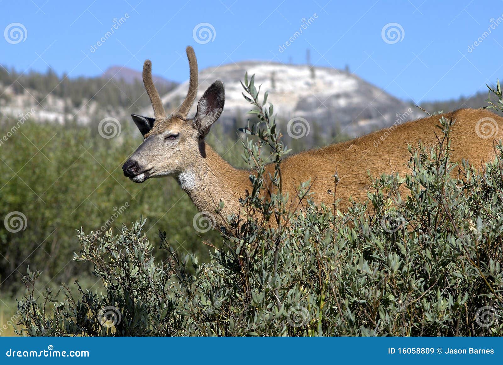 Spike horn deer stock image. Image of deer, eating, yosemite - 16058809