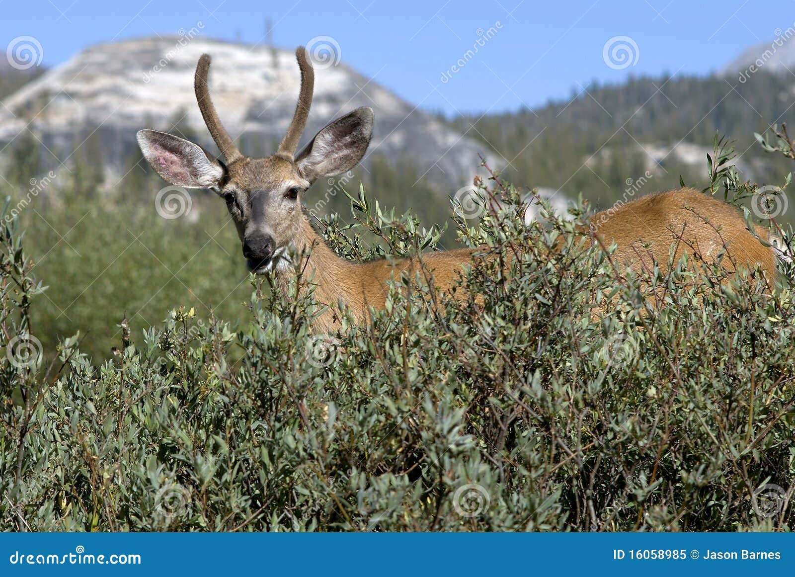 Spike horn deer stock image. Image of black, spike, bush - 16058985