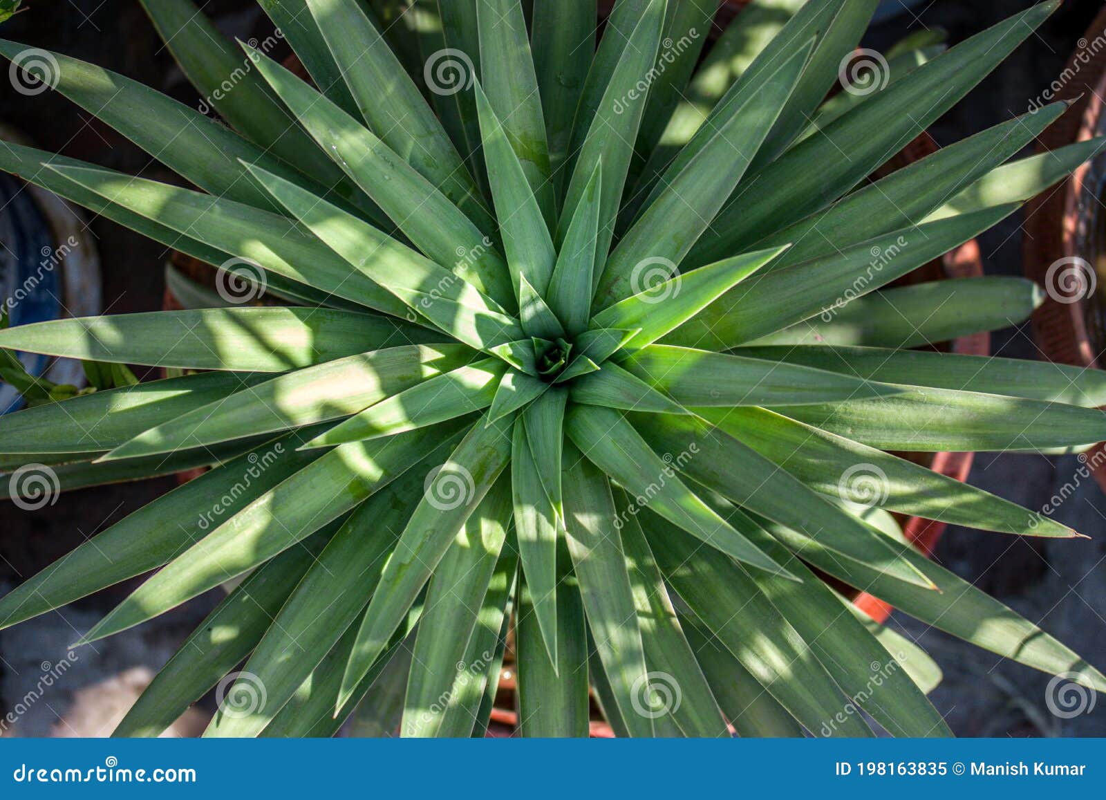 Spike Leaved Plant in Circle Stock Image - Image of plant, apartment ...