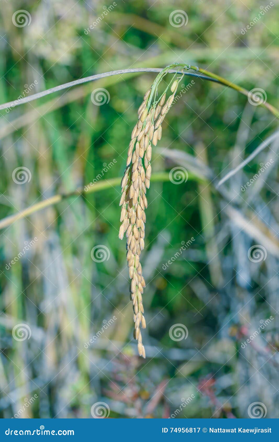 Spike nature detail stock image. Image of crops, closeup - 74956817